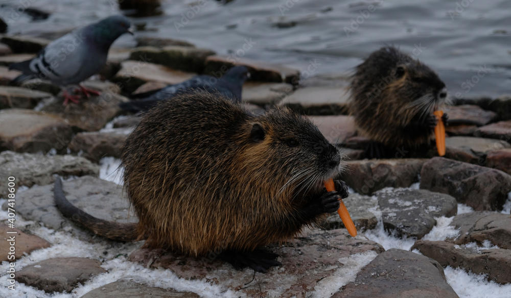 Fotka „Nutria eats carrots. Chewing nutria (river rat or coypu ...