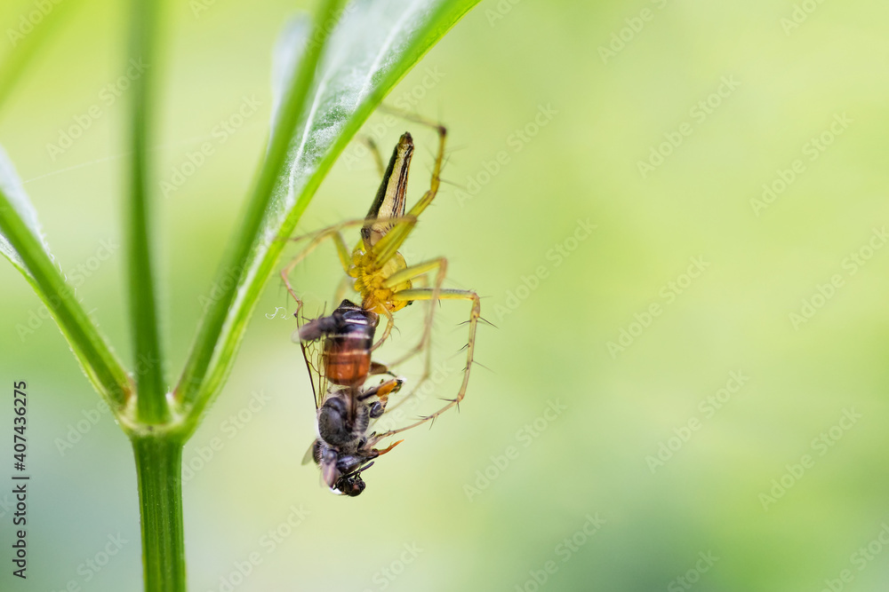 Spider Eating Bee Spider Predator Animal Dangerous Insect Stock-Foto ...