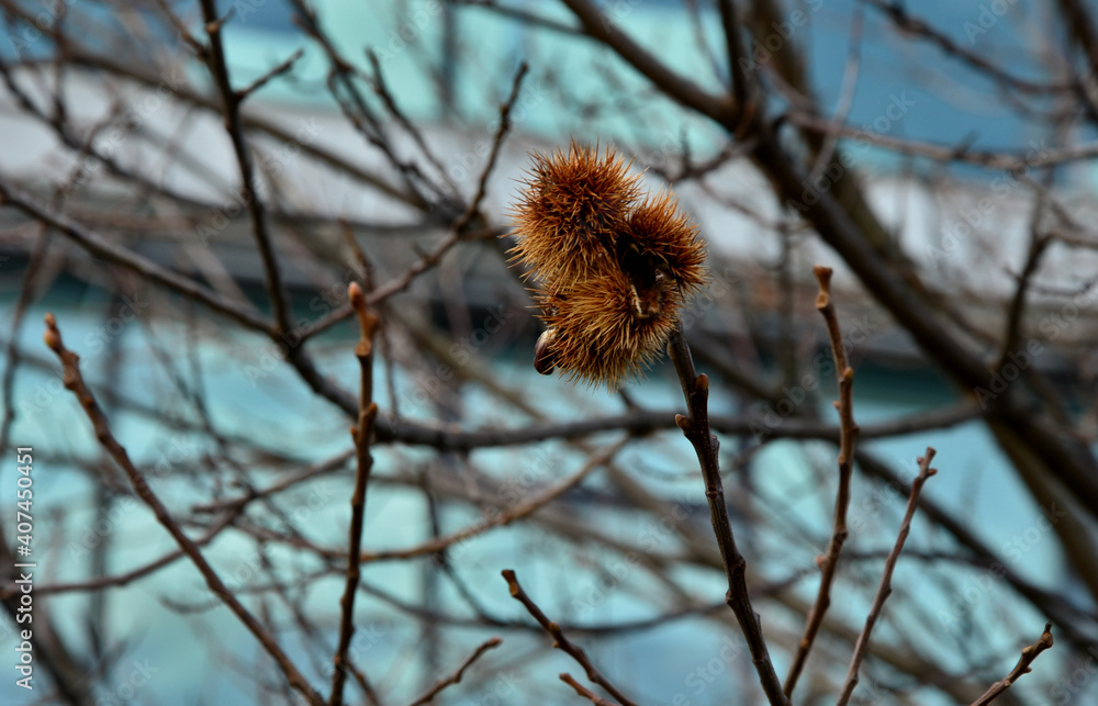 Deciduous tree, typically between tall but may reach tall with a spread ...