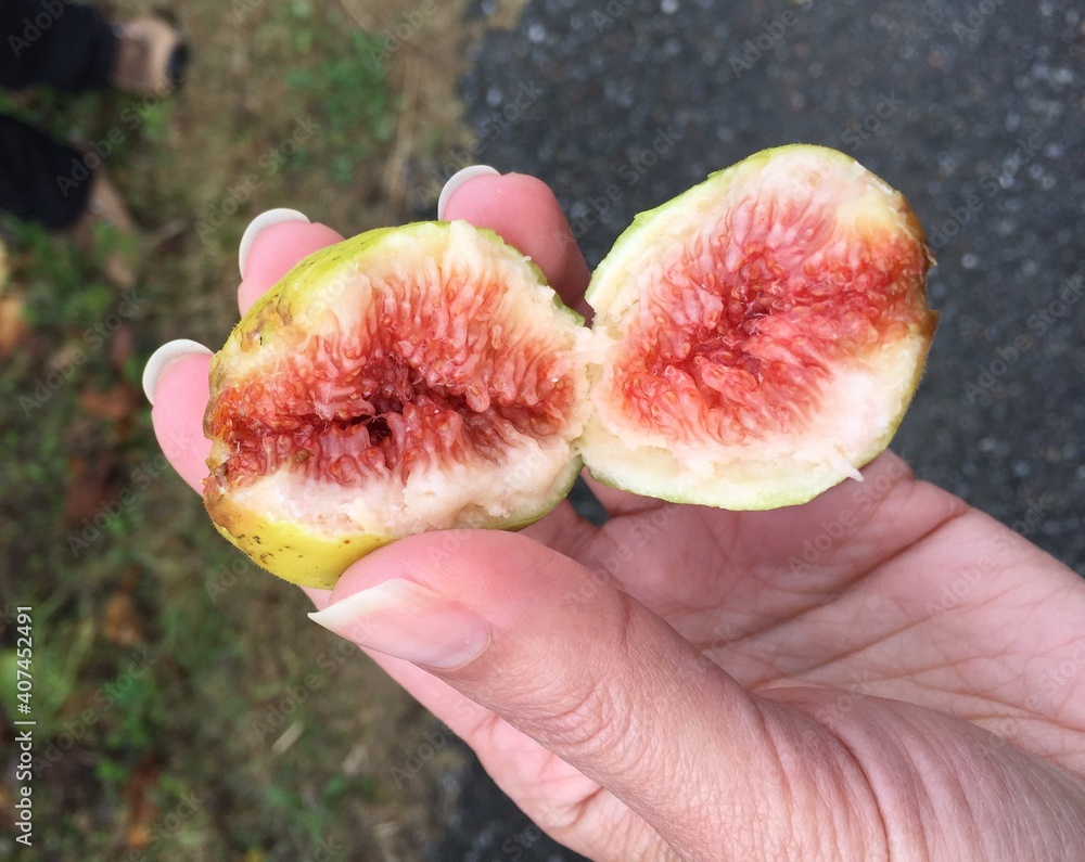 Figo Stock Photo | Adobe Stock