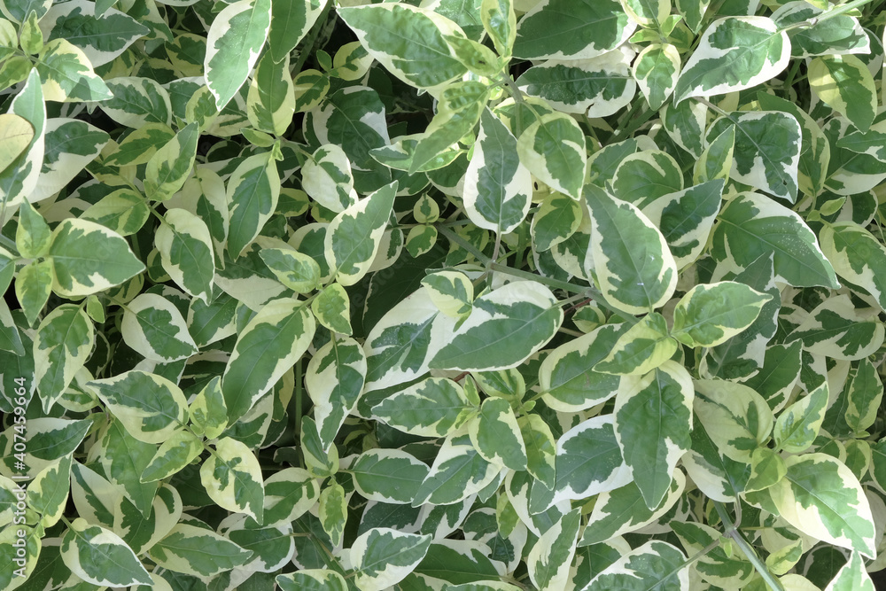 Top view farm of Golden pothos, as known as epipremnum aureum or ...
