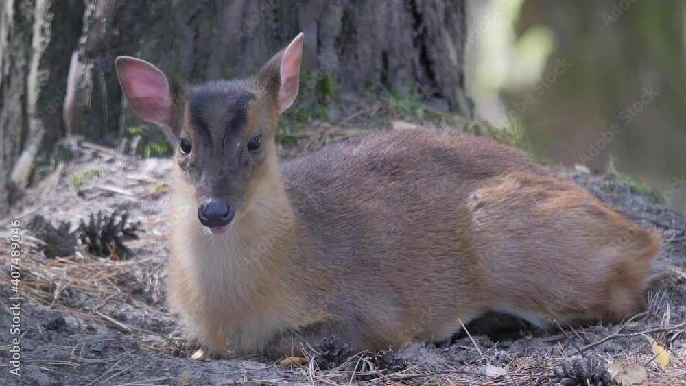 Reeves's muntjac also known as Chinese muntjac. Female. Muntiacus ...