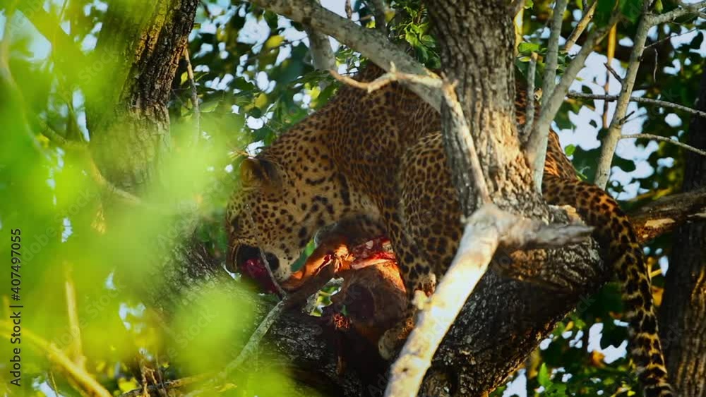 Video „Leopard eating a prey in a tree in Kruger National park, South ...