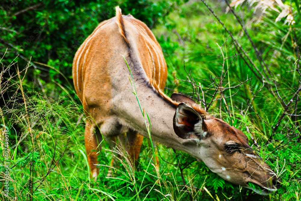 Long neck of the Greater Kudu female antelope in South Africa Stock ...