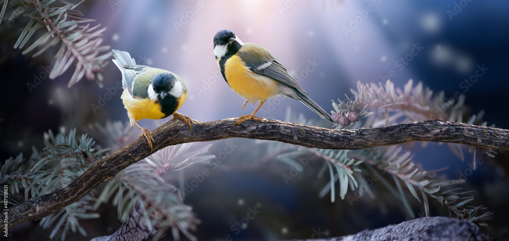 Fantasy Tit Birds sitting on fir tree branch in magical enchanted fairy ...