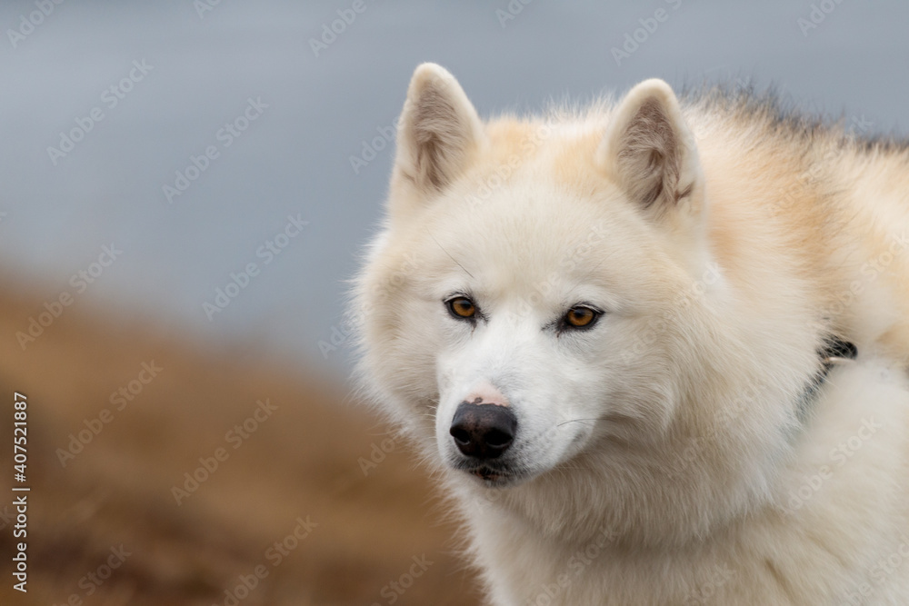 A playful but large white adult Samoyed Labrador husky dog with dark ...