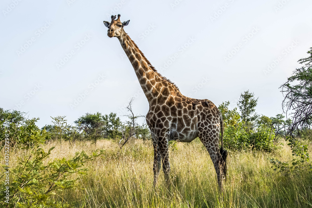 Giraffe Stock Photo | Adobe Stock