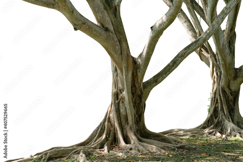 Bodhi Tree, a large tree with very long roots cut off from a white ...