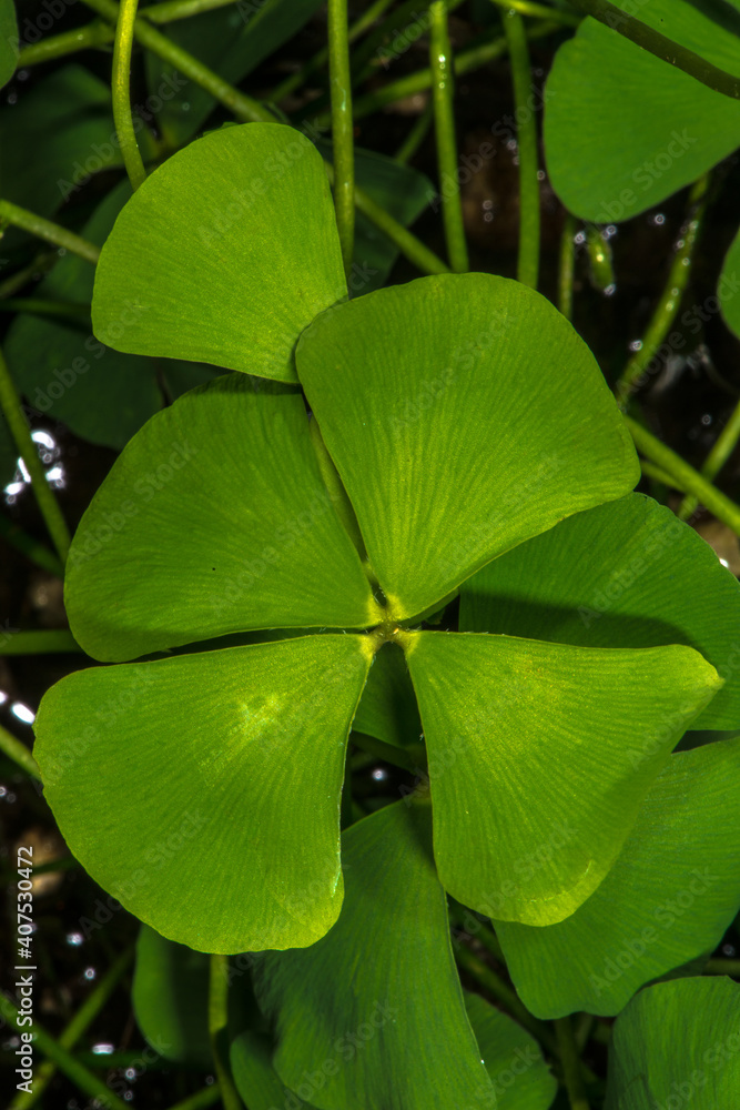 Marsilea Drummondii