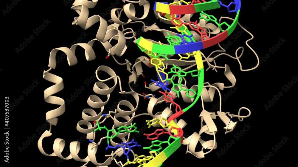 Human DNA polymerase beta 8-oxoG:dC extension with dTTP after 20, 60 ...
