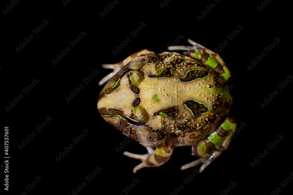 Brazilian Horned Frog