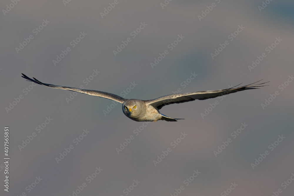 Extremely close view of a male hen harrier (Northern harrier) flying in ...