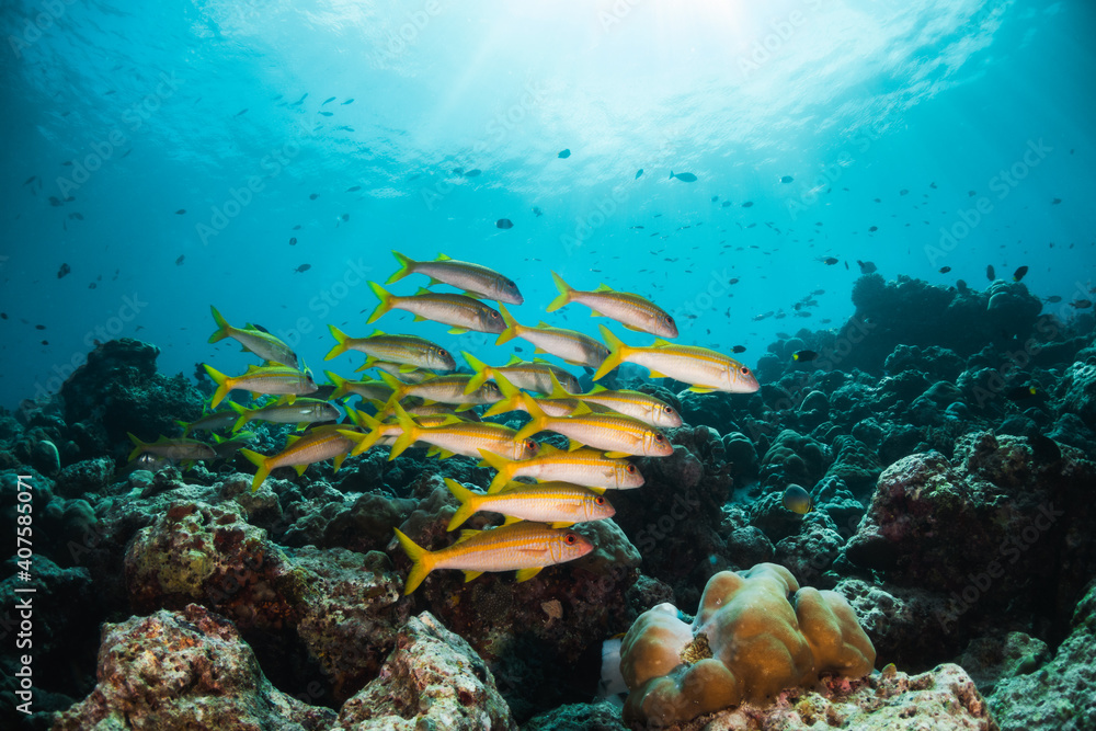 Schooling reef fish swimming among colorful reef in clear blue water ...