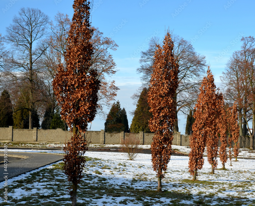 oak very elegant with its strictly columnar, narrower growth and its ...