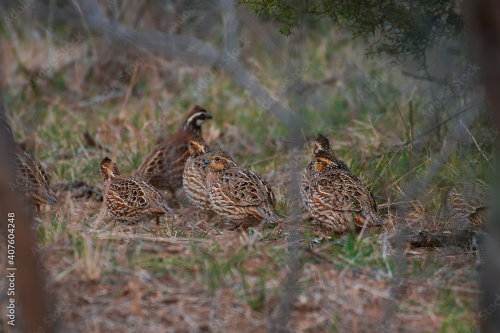 Bobwhite Quail Covey Stock Photo | Adobe Stock