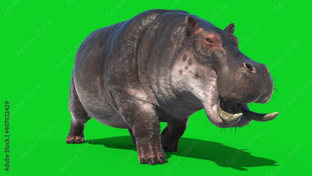 Vidéo Stock Hippopotamus Walkcycle Green Screen Loop Front 3D Rendering ... Vidéo Stock Hippopotamus Walkcycle Green Screen Loop Front 3D Rendering ...