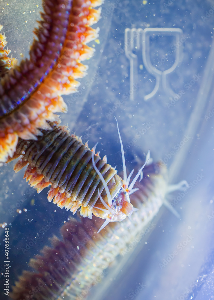 Foto de Sea worms (sandworm, ragworm) in a bottle with logo for food ...