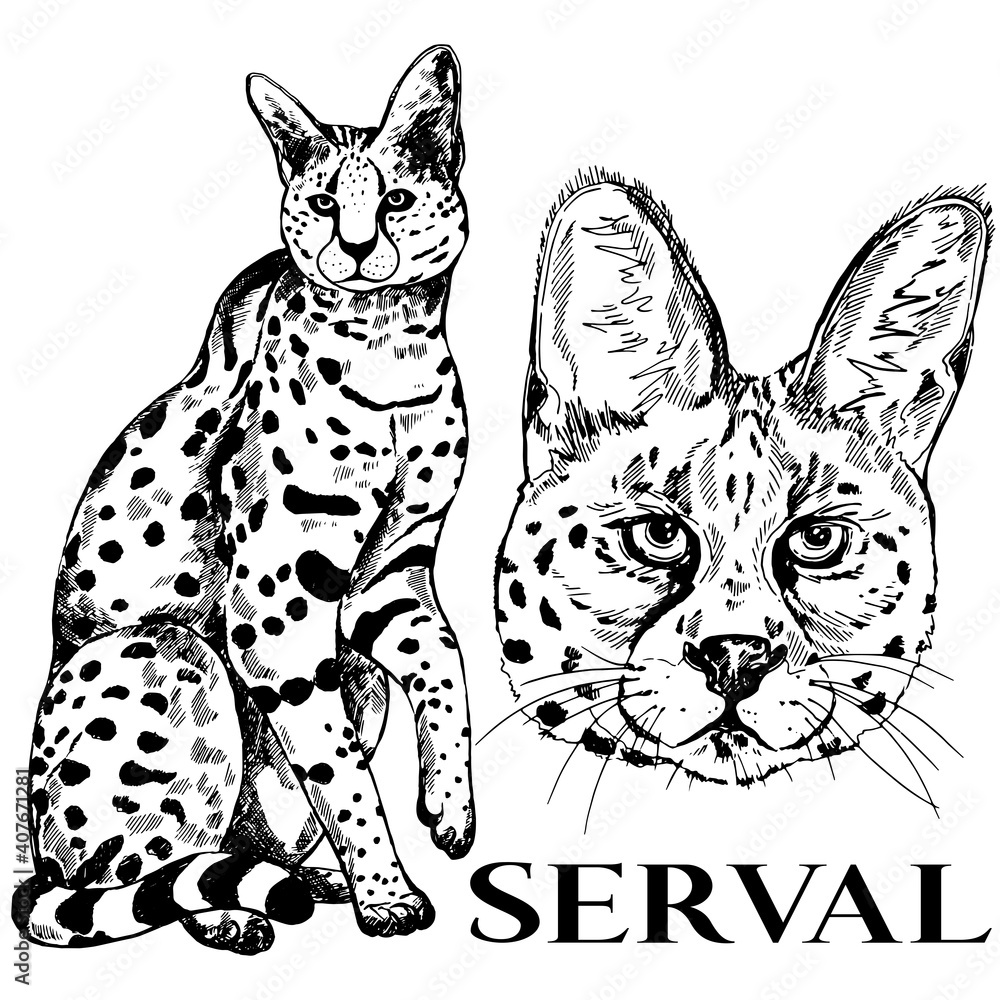 Hand drawn sketch style serval. Vector illustration isolated on white ...