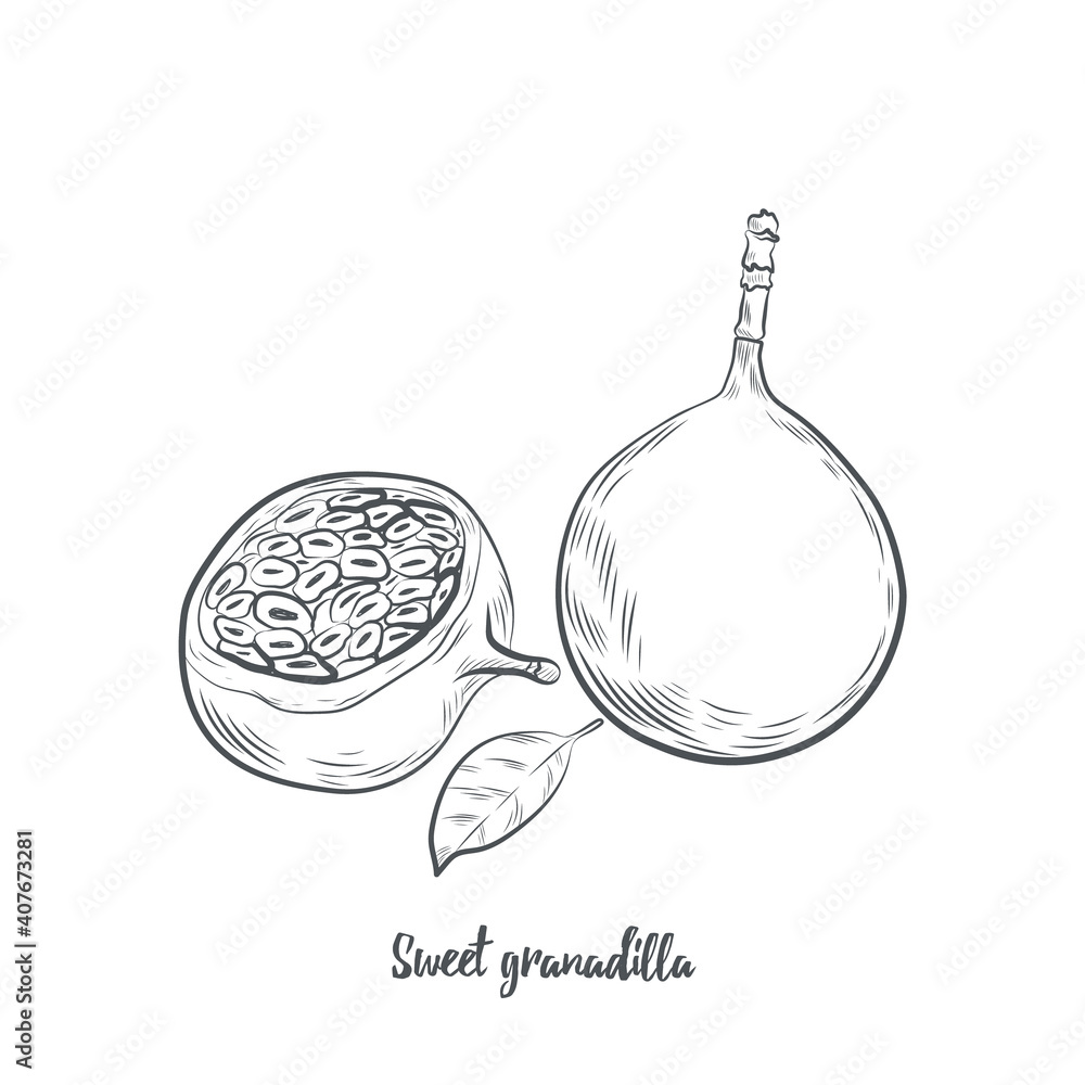 Sweet granadilla fruit sketch vector illustration. Hand drawn ...