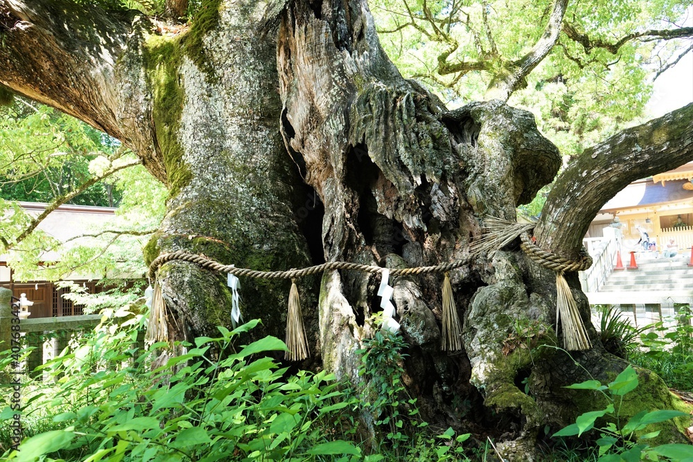Sacred Tree at Oyamazumi Jinjya or Shrine in Omishima island, Imabari ...