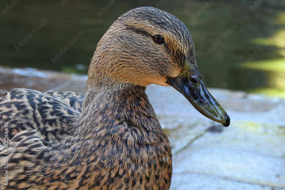 Duck Face Real Duck
