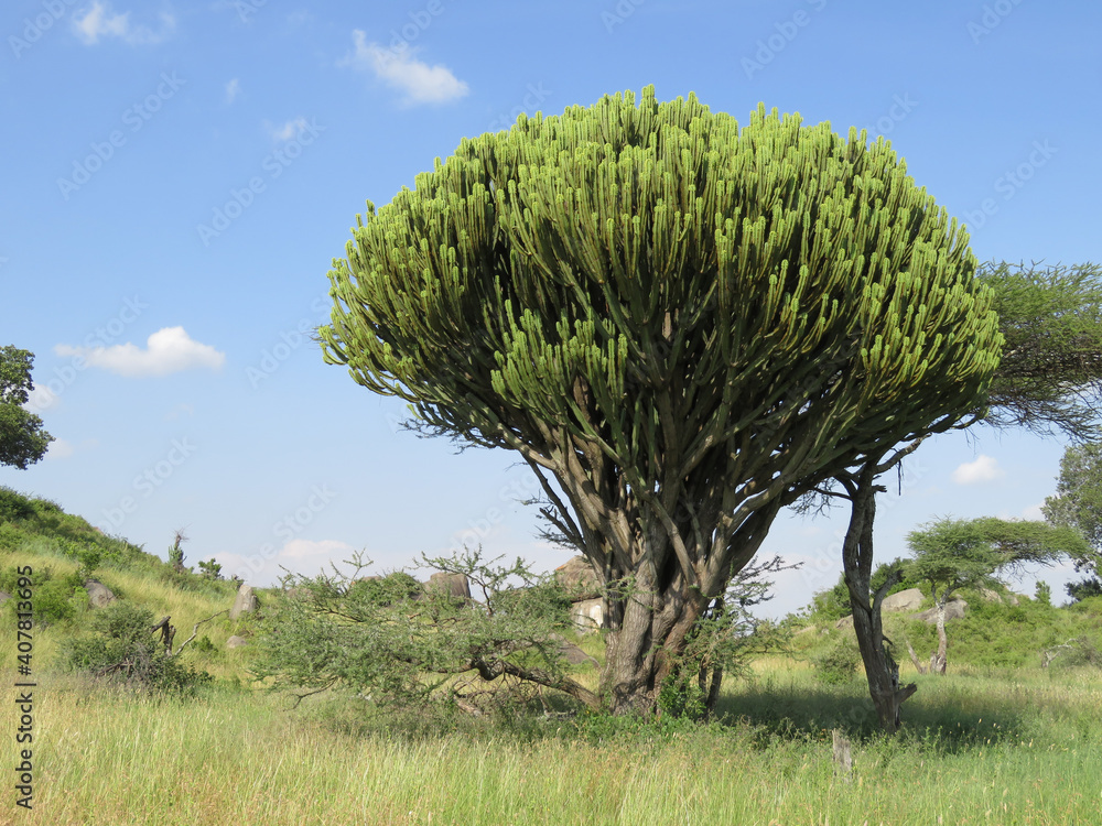 Candelabra Tree