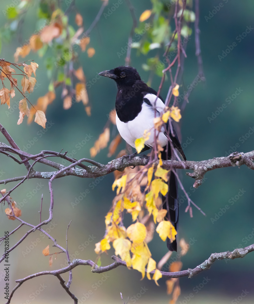 The Eurasian magpie or common magpie (Pica pica) is a resident breeding ...