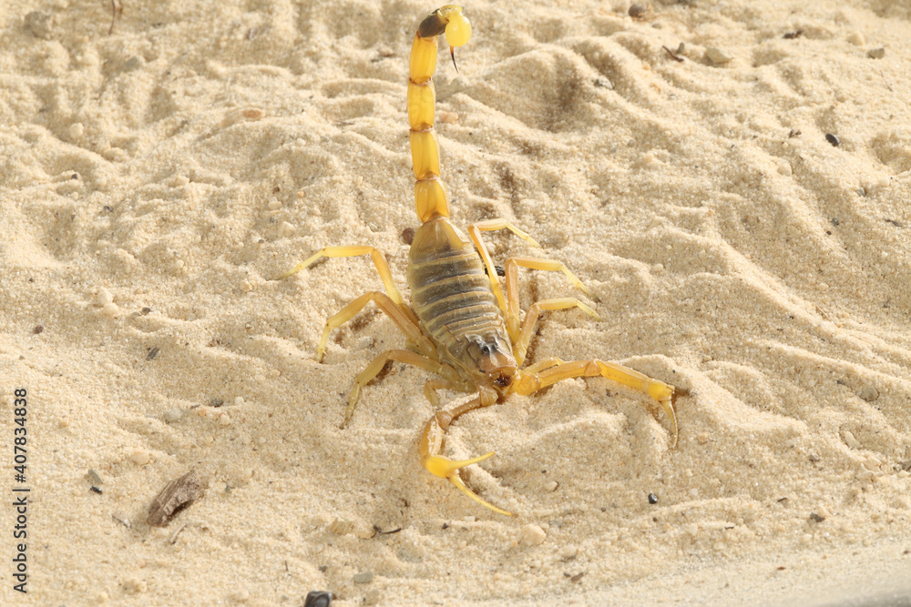 Deathstalker Scorpion (Leiurus Quinquestriatus) Stock Photo | Adobe Stock