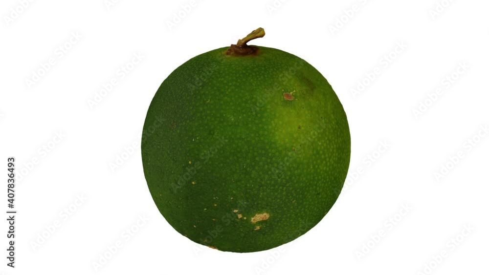 Realistic render of a spinning Calamansi (Philippine Lime) on white ...