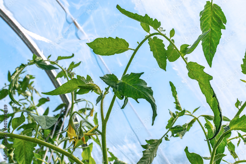 Stems with leaves and flowers of a tomato plant growing in a greenhouse ...