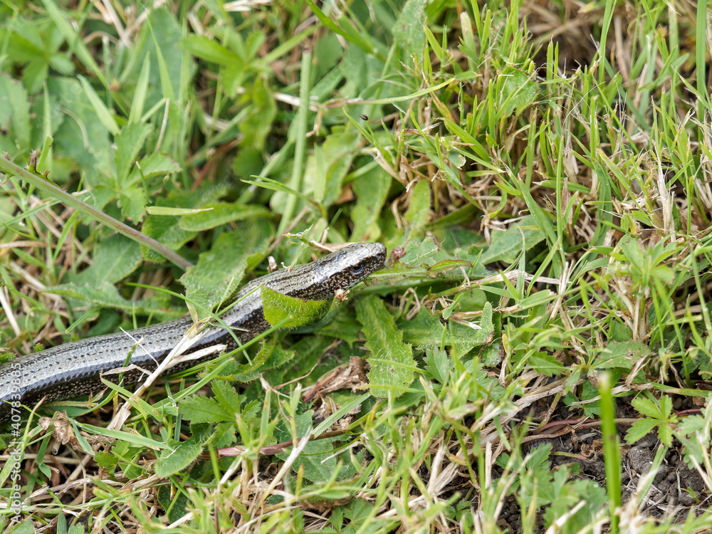 (Anguis fragilis) Orvet fragile ou orvet commun, écailles à grandes ...