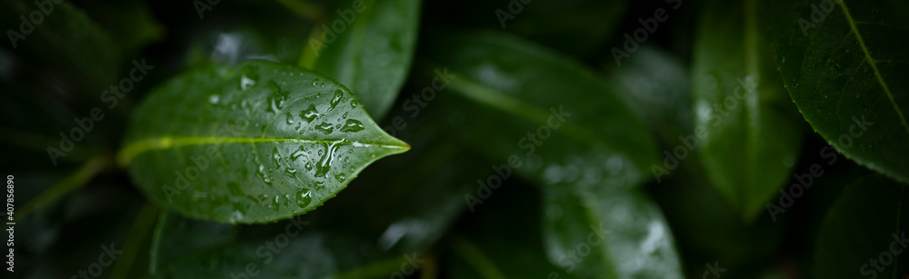Stunning view of some Cherry Laurel leaves with water droplets forming ...