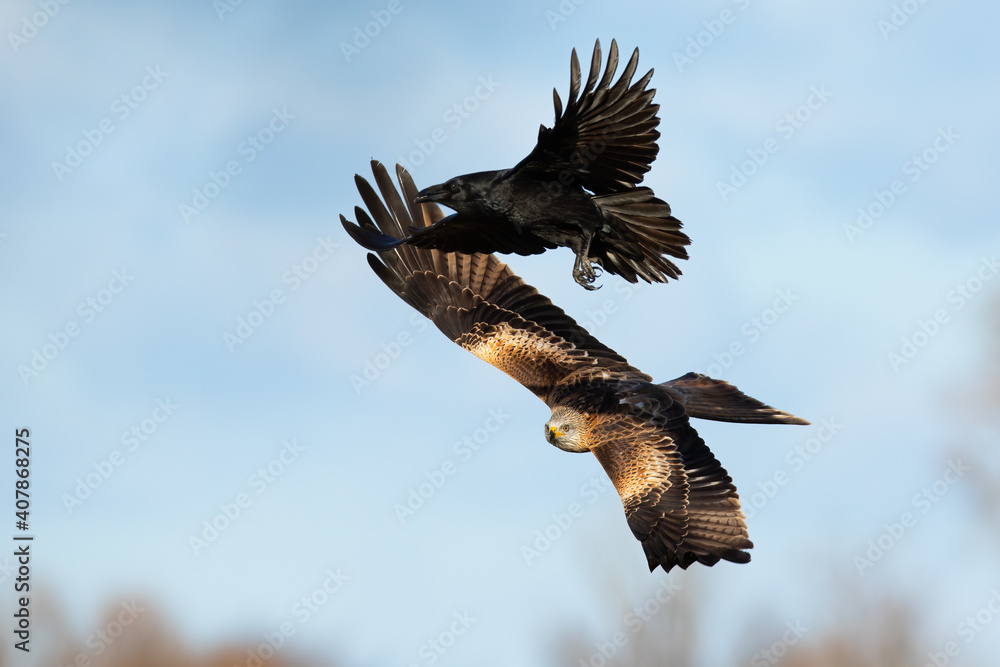 Red kite, milvus milvus, and common raven, corvus corax, flying on the ...