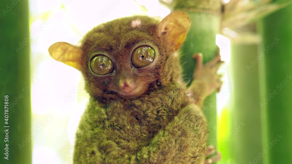 Close up shot of the Philippine Tarsier in its natural habitat on Bohol ...