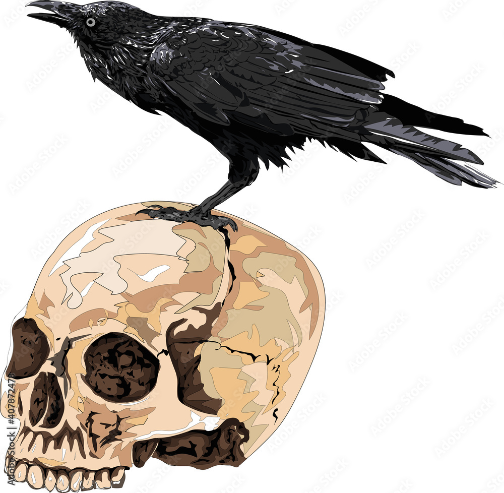 Raven on skull / Original art / Isolated vector illustration. Stock ...