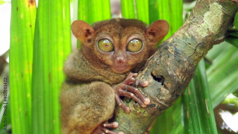 Stockvideo Close up shot of the Philippine Tarsier in its natural ...