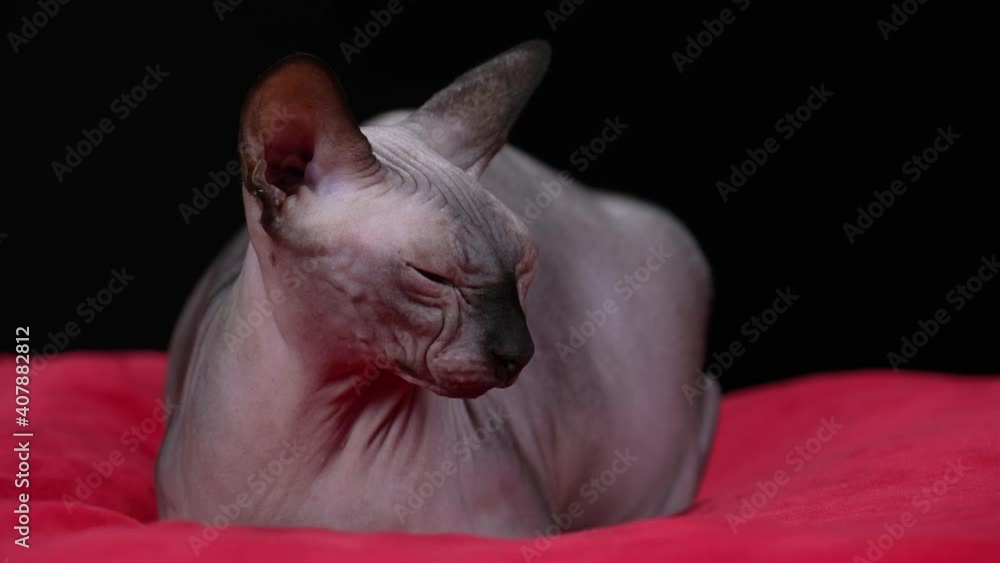 Front view of a canadian sphinx lying on a red blanket in the studio on ...