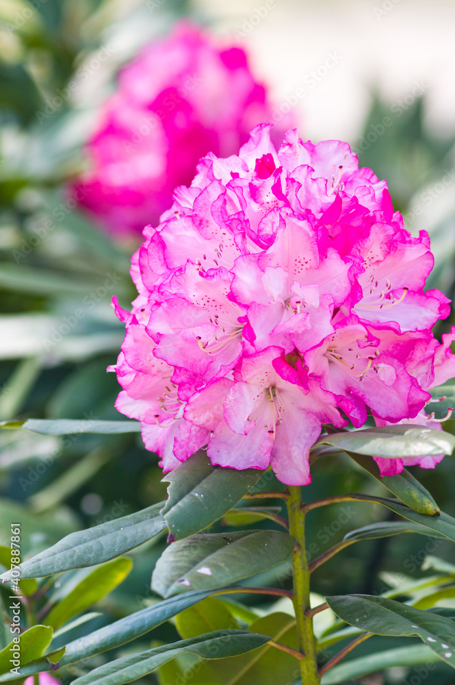 The rhododendron flowers are in full bloom in the rhododendron garden ...