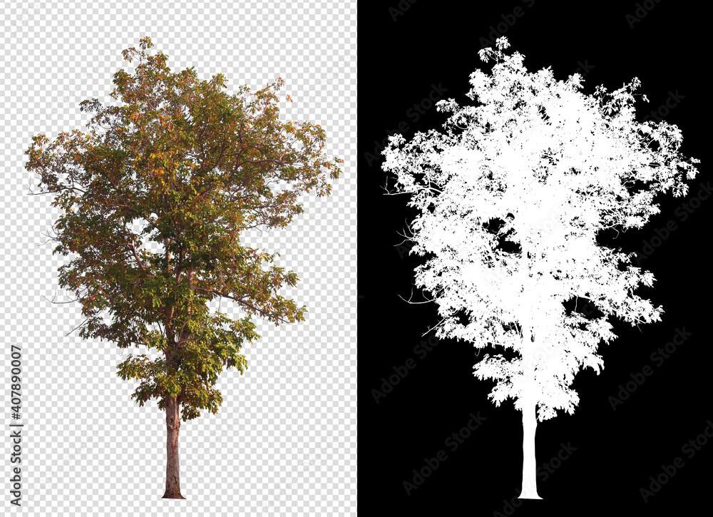 tree on transparent background image with clipping path Stock Photo ...
