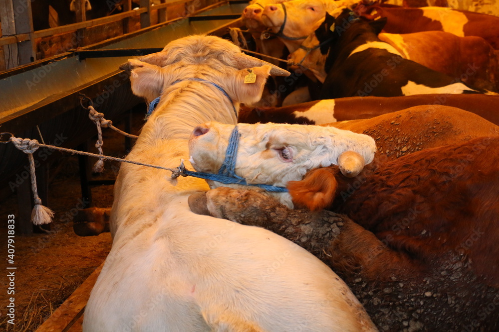 Sacrificial market where cows and male cattle are sold Stock Photo ...