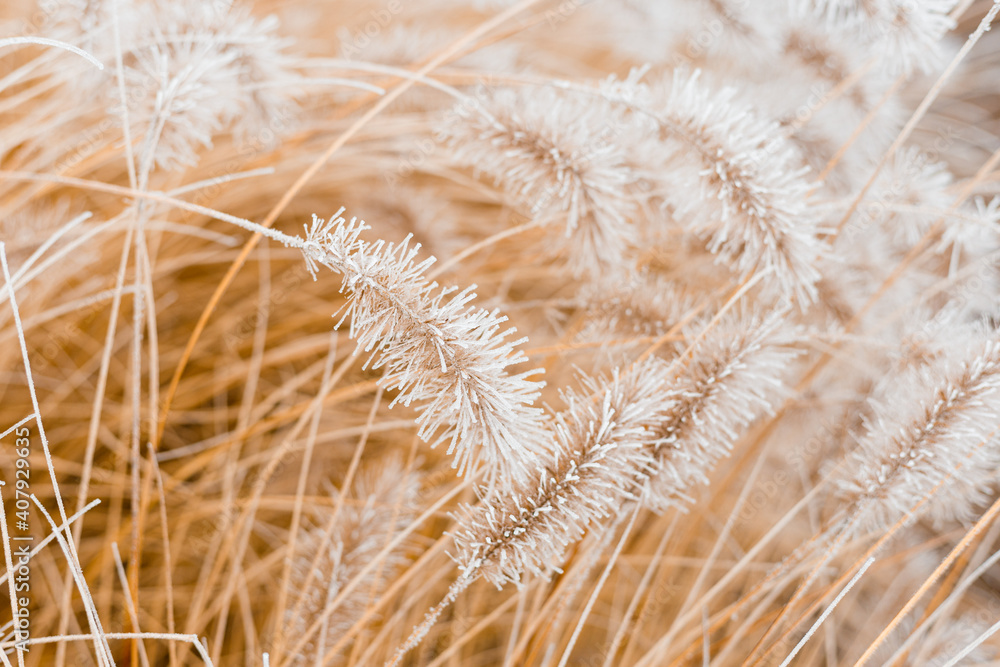 Abstract natural background of soft plants. Frosted pampas grass and ...