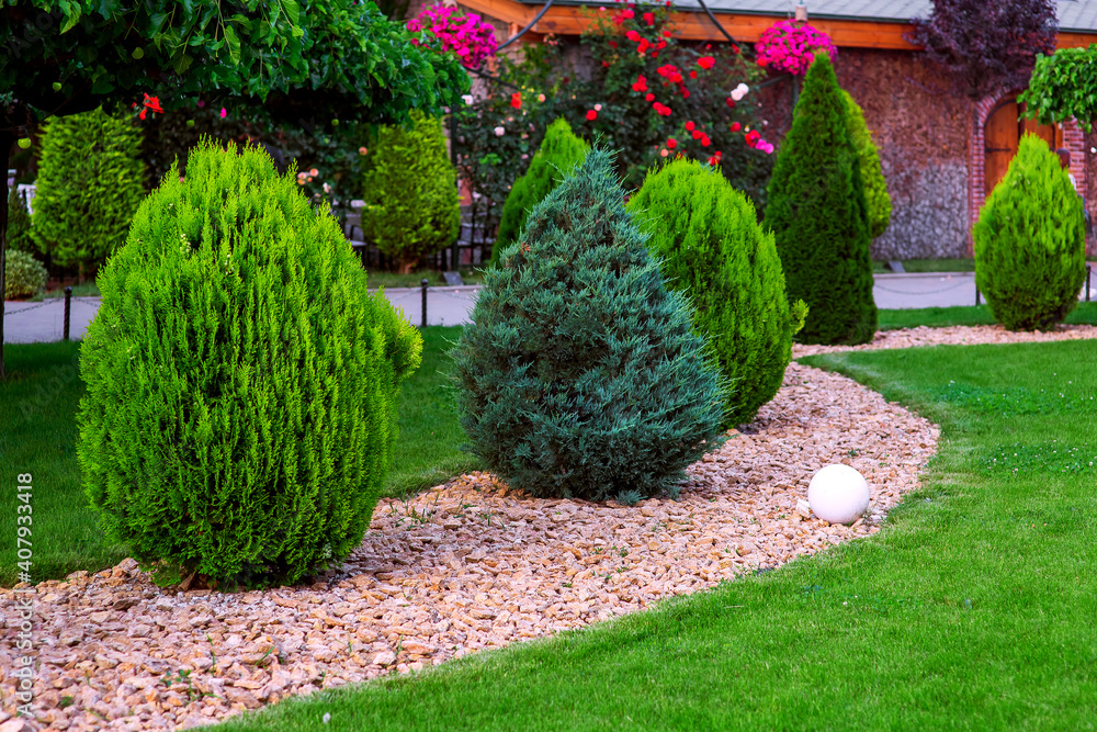 Landscaping of garden with evergreen conifers and thuja mulched by ...