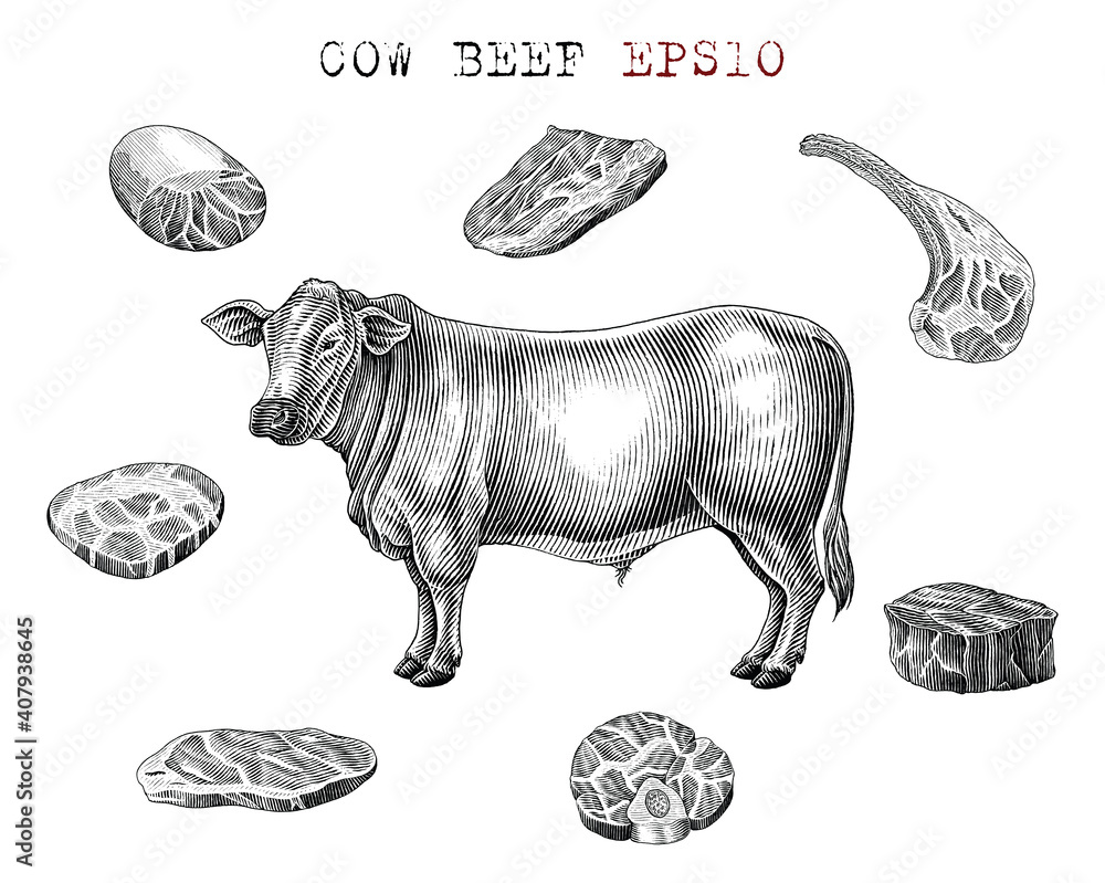 Cow beef set hand draw vintage engraving style black and white clip art ...