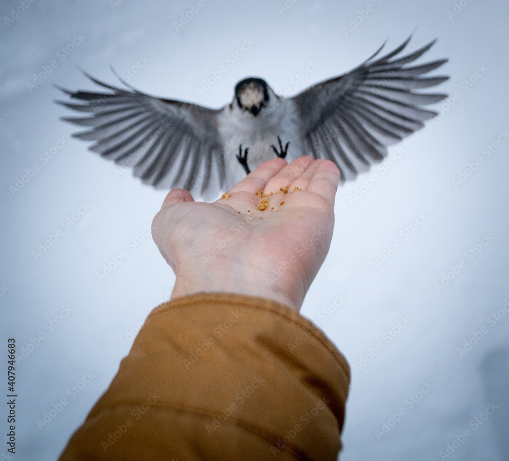 "Prepare for landing". A curious bird shortly before landing on a human ...