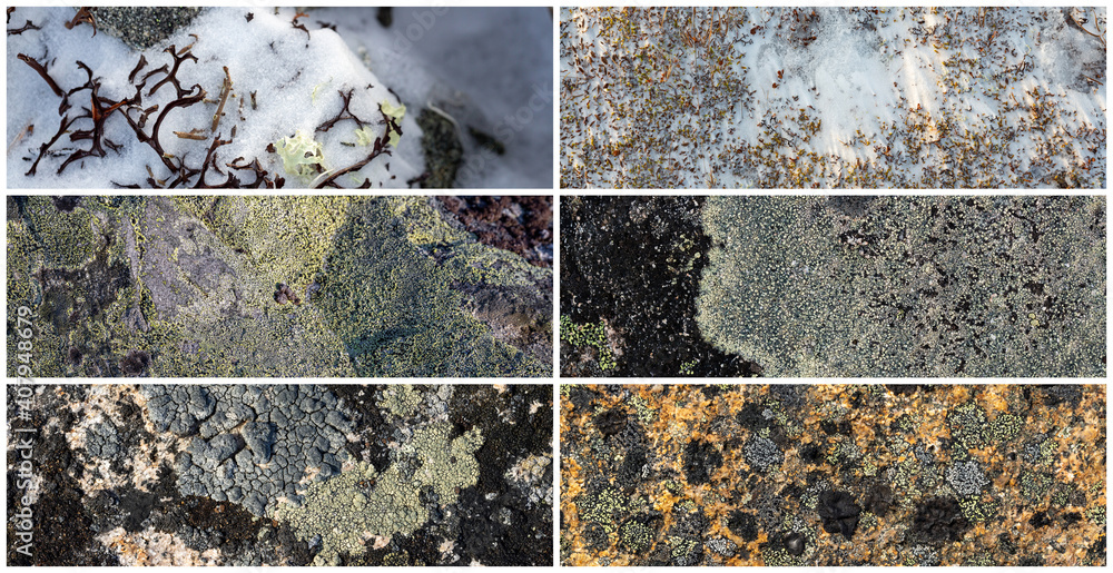 Set of natural textures. Lichen and stones in the snow. Collection of ...