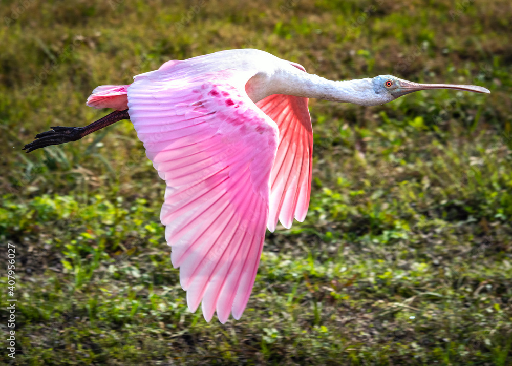Roseate Spoonbill in flight along the Shadow Creek Ranch Nature Trail ...