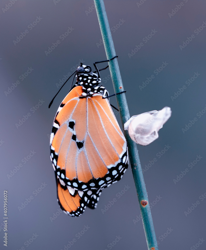 Amazing moment ,Monarch Butterfly , caterpillar, pupa and emerging with ...