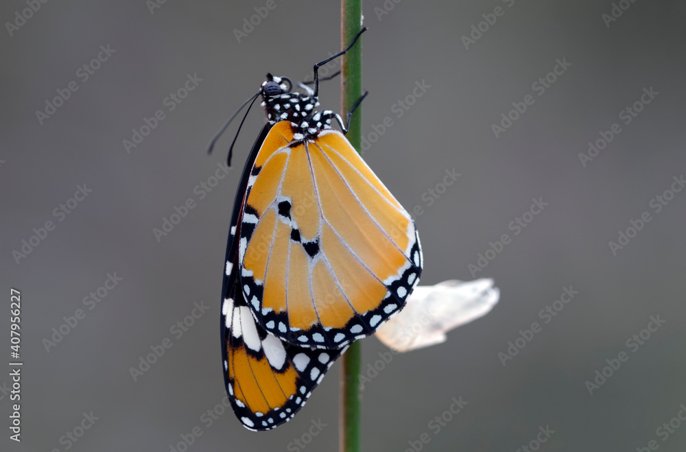 Amazing moment ,Monarch Butterfly , caterpillar, pupa and emerging with ...