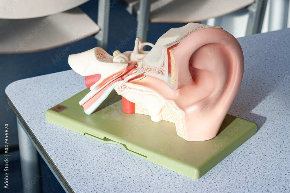 Demonstration model of an enlarged ear, used in biology class Stock ...