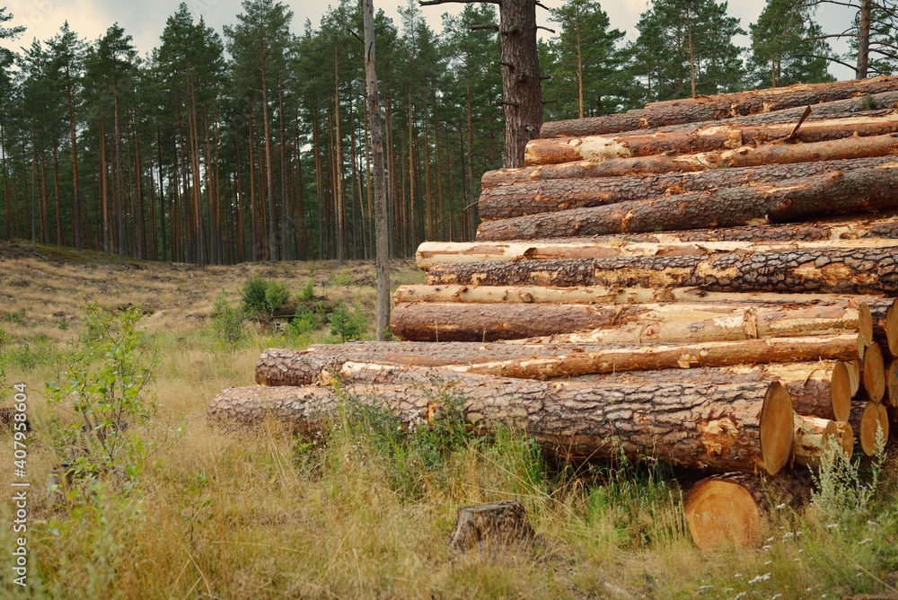 Freshly made firewood in the evergreen forest, pine tree logs close-up ...